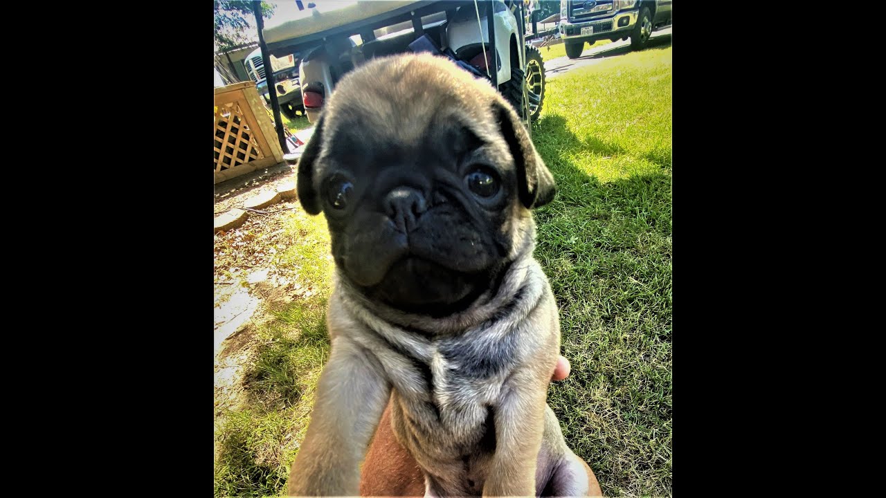 Baby Pug's Growing Up! Full Breed Pug Dog's! Cutest Pugs Ever! - YouTube