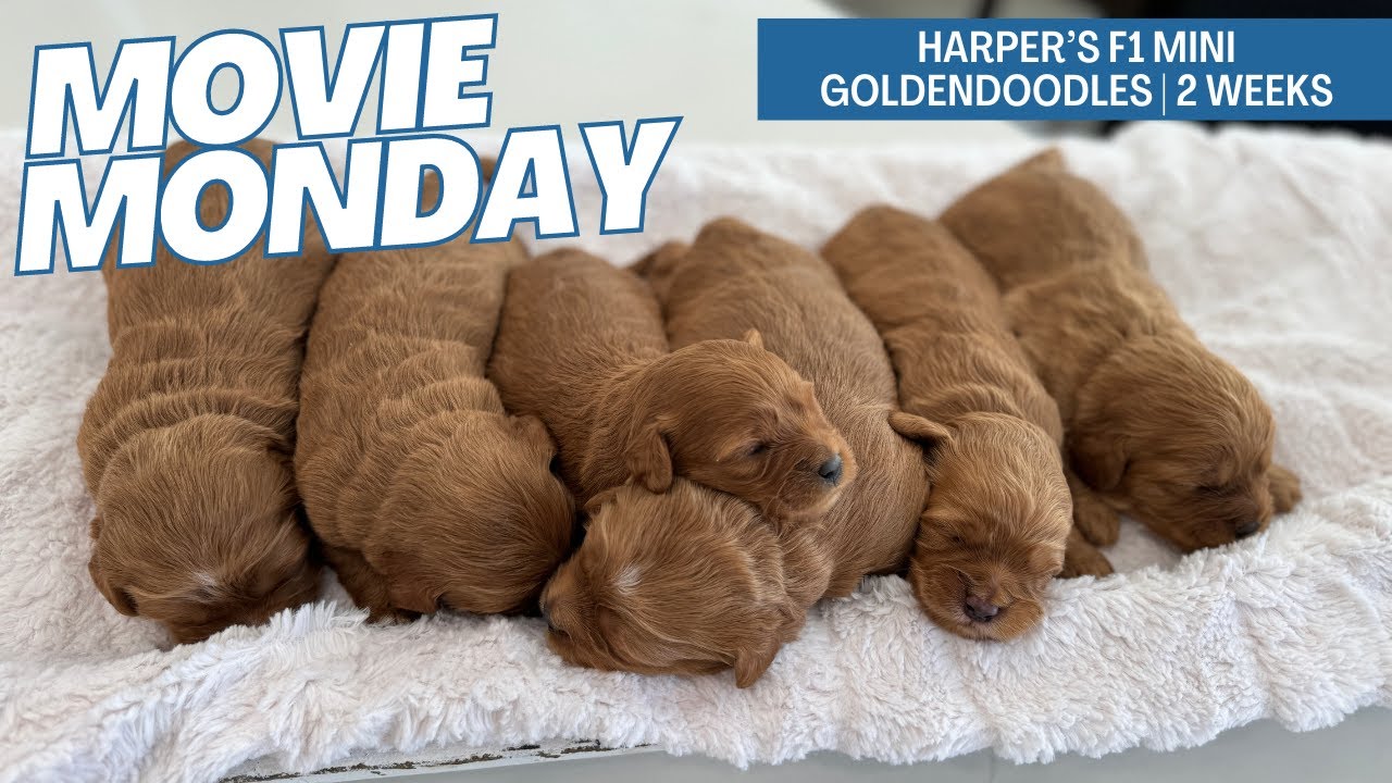 Harper's Mini Goldendoodles 2 weeks old - YouTube