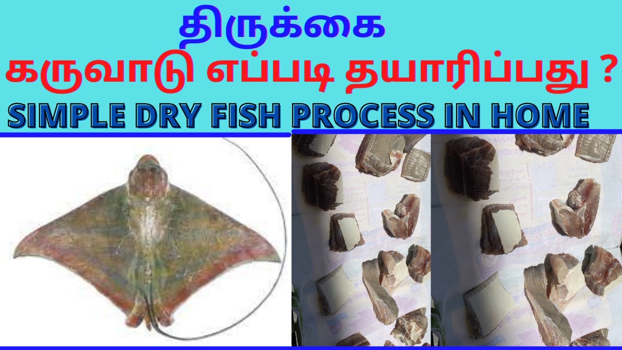 திருக்கை கருவாடு எப்படி தயாரிப்பது ?/Karuvadu process simple method in ...