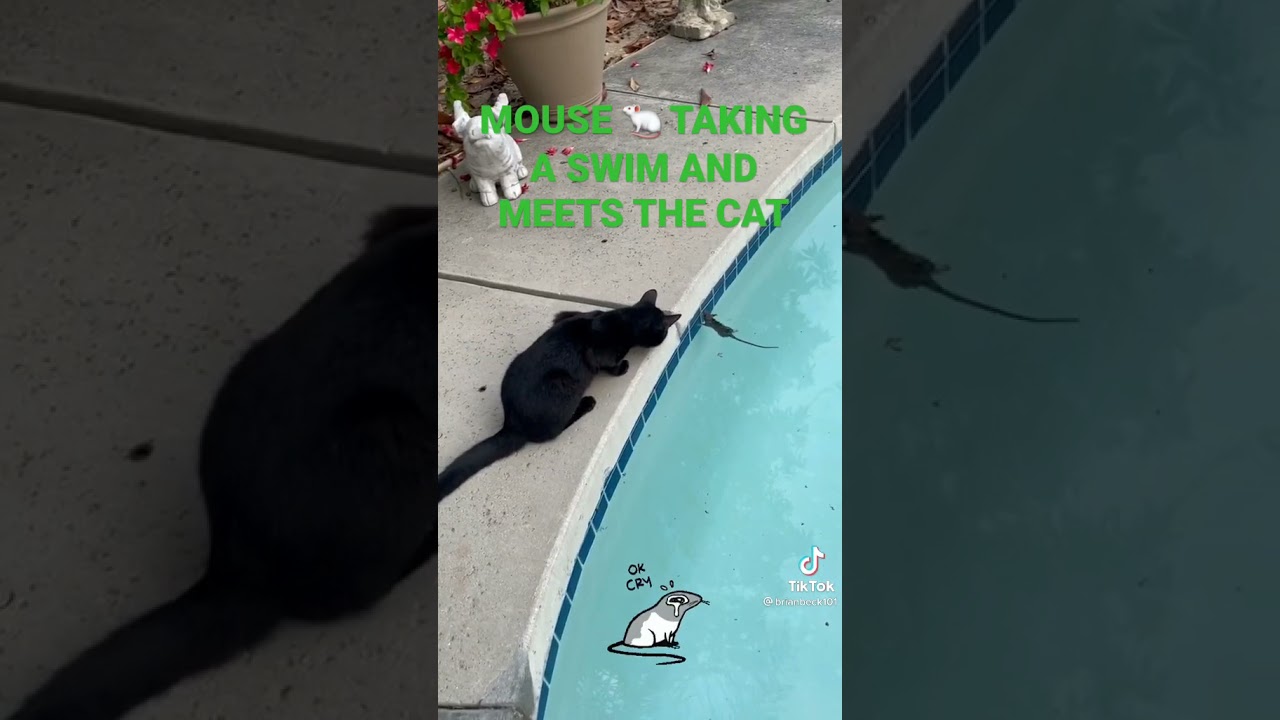 Mouse taking a swim - YouTube