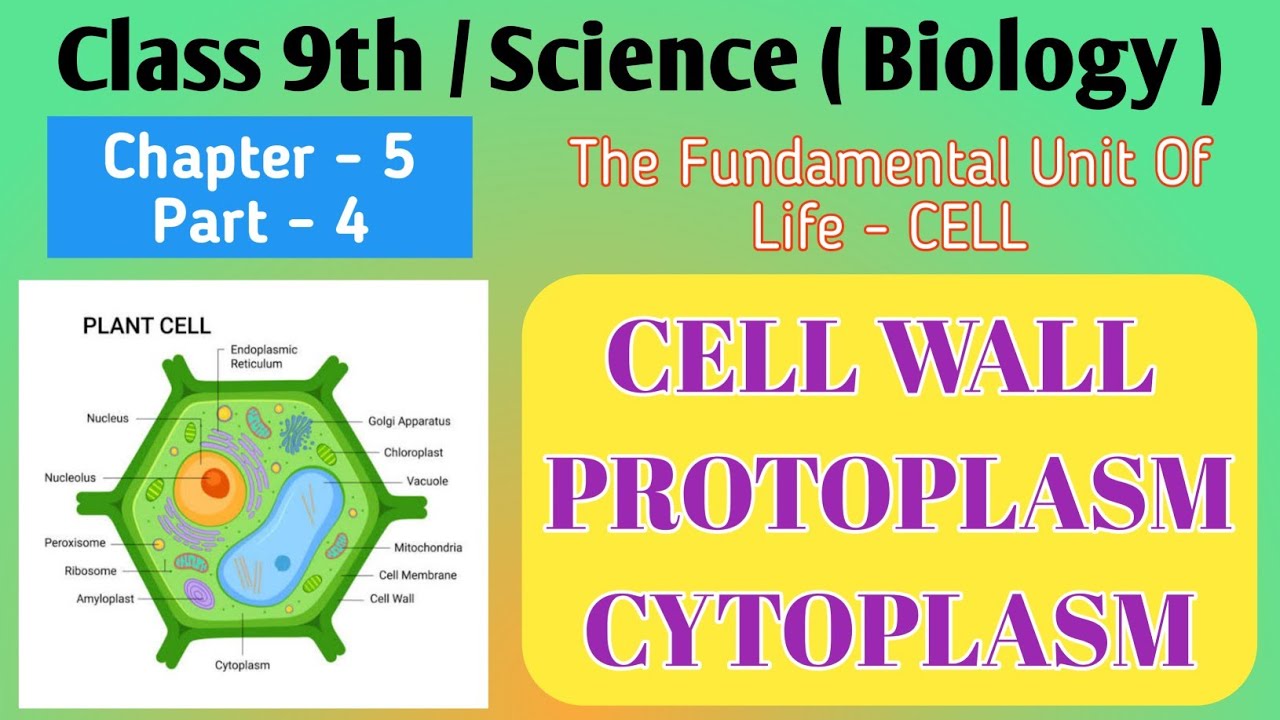 #cellWall /#protoplasm /#cytoplasm / the fundamental unit of life class ...