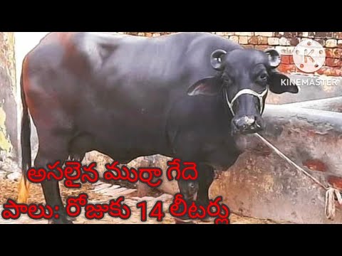 Buffalo for sale, Nellore 9885632892 @charanyadavfarming6026 - YouTube