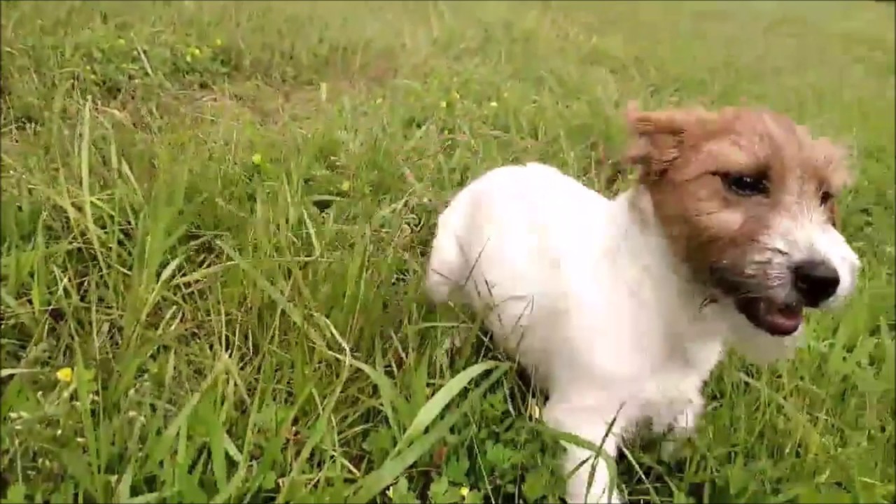 Walk Around the Farm With Katie and Ruger - YouTube