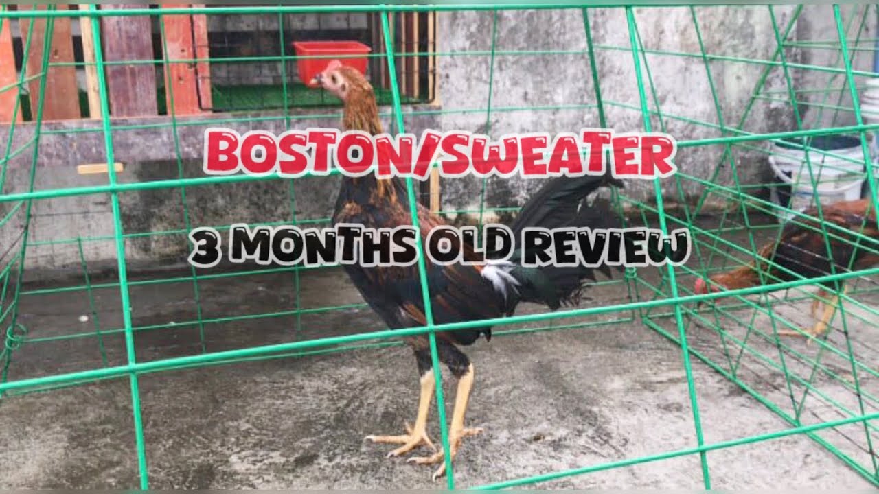 BOSTON SWEATER ESCOLIN LINE 3 months old - YouTube