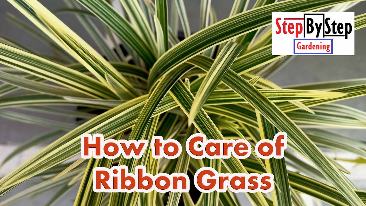 How to Care of Ribbon Grass // All about Ribbon Grass//Ribbon Grass ...