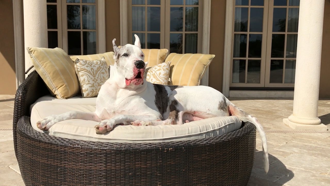 Senior Great Danes Enjoy Great Dane Size Loungers - YouTube