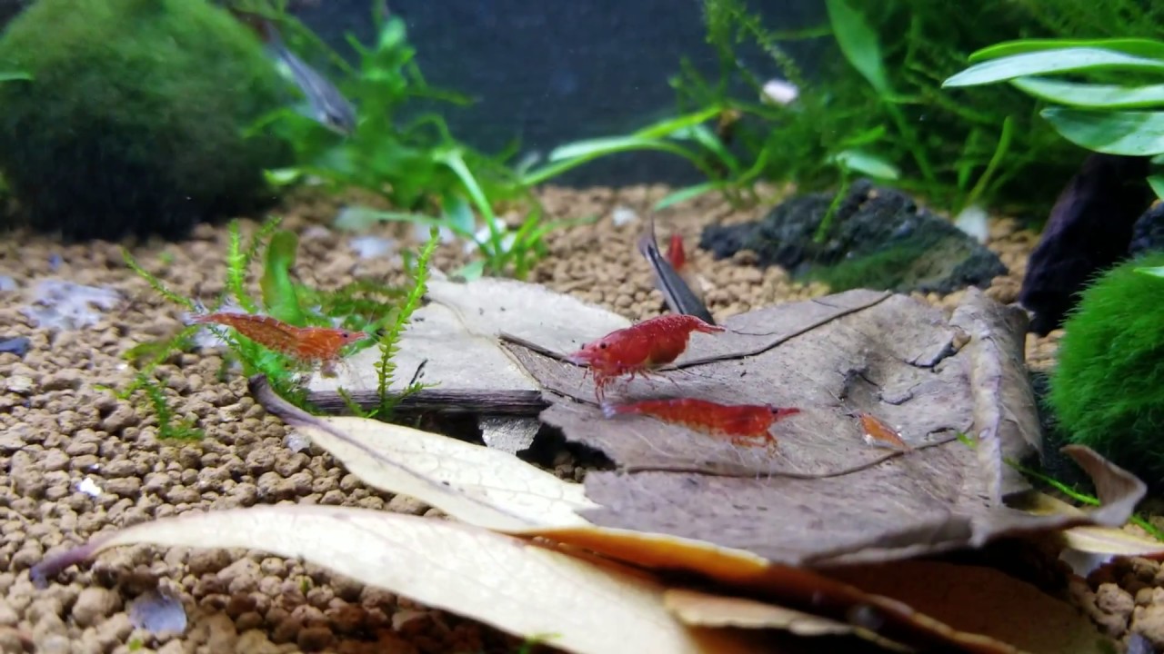 Office Cubicle Fish Tank, Fluval Spec V & Cherry Shrimp Community ...