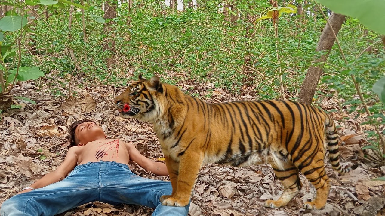 Tiger Attack boy in jungle. ||tiger attack|| #video #tiger - YouTube