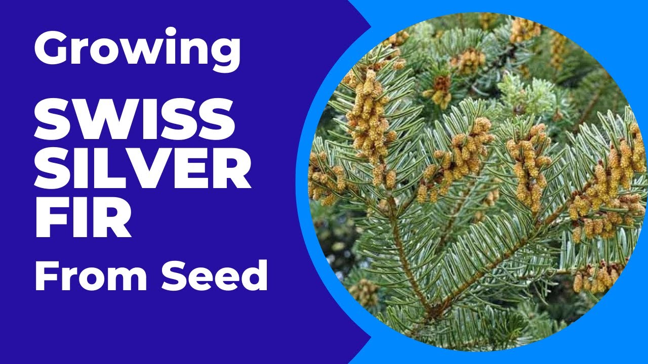 Growing Swiss Silver Fir from Seed: The Complete Guide to Propagating ...