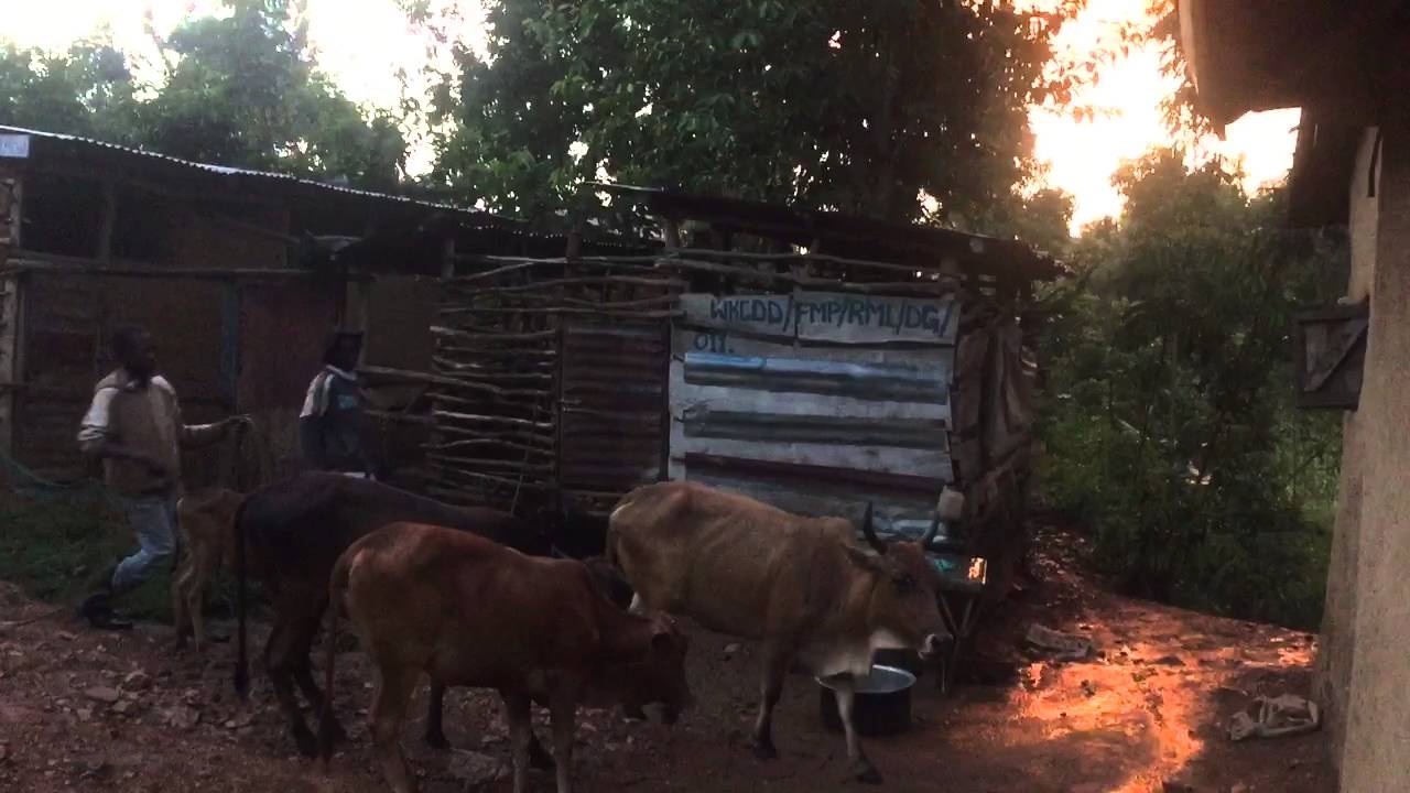 Cows in the House - YouTube