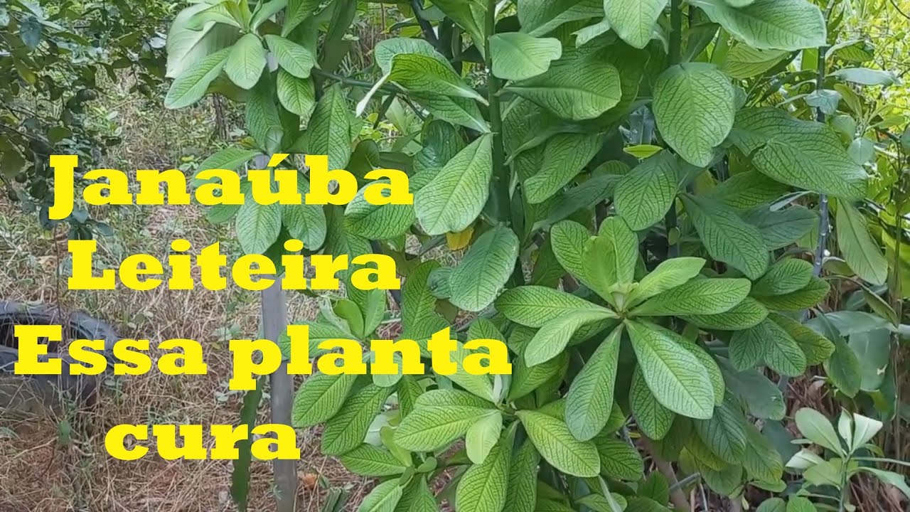 Janaúba Leiteira | Essa planta cura! - YouTube