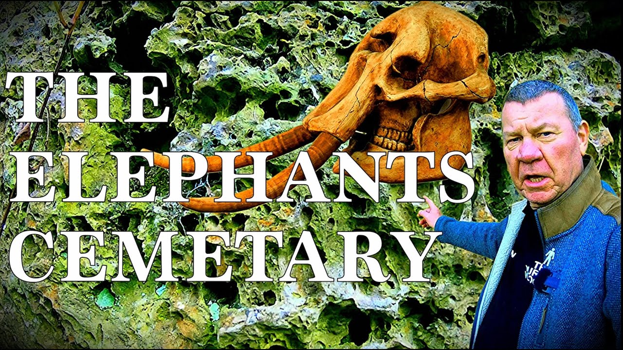 The Elephants Cemetary Cassop Vale 2024 - YouTube