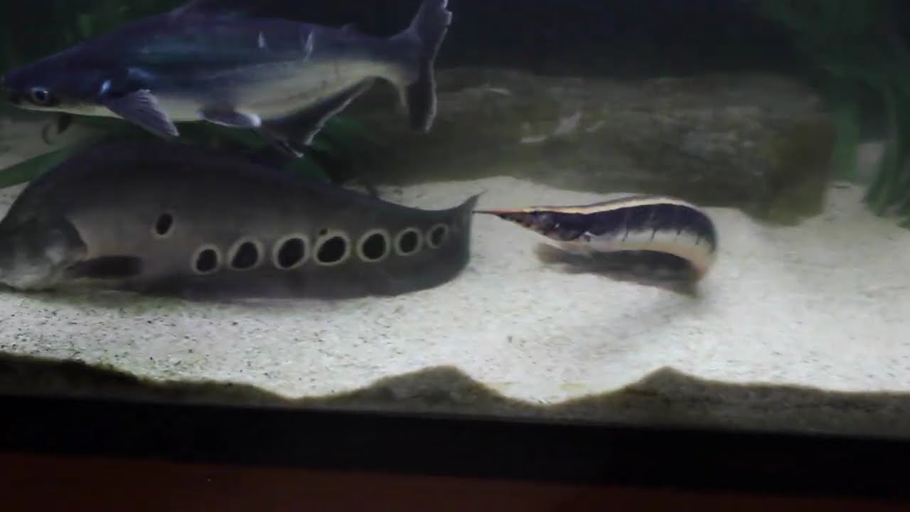 Hd Rare 18 Inch Borneo Python Eel In 300 Gallon Youtube