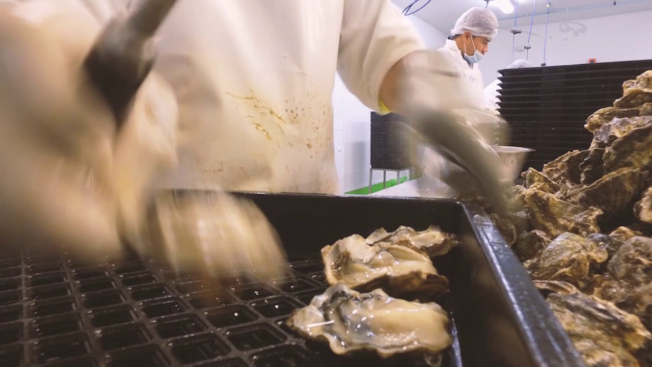 BC5622 Sea Change Stakeholders 2016 Callum McCallum (Clevedon Oysters ...