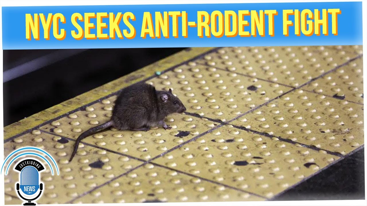 NYC Really Needs Help in the Fight Against Rats - YouTube