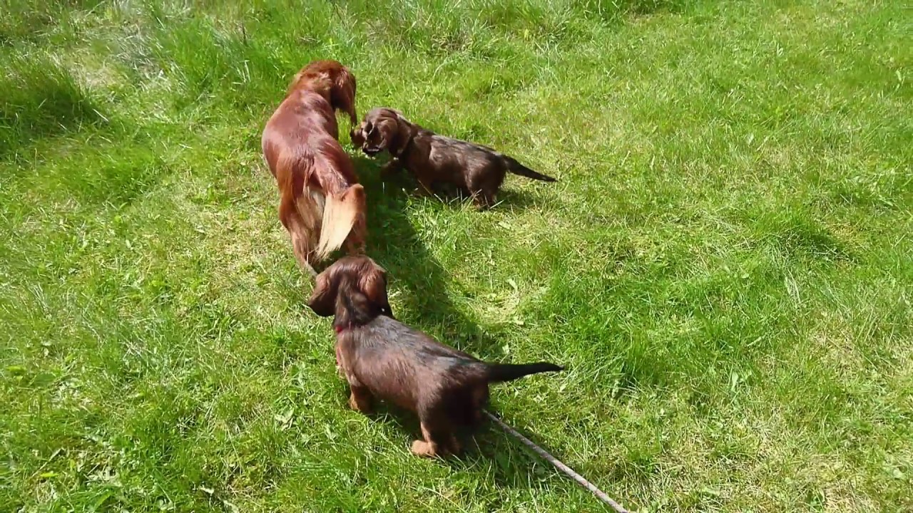 Taxvalpar Josas ute film två - YouTube