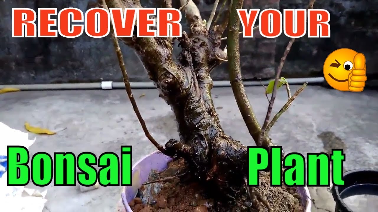 Bonsai tutorial for beginners //bonsai treatment //part 1//getting started in bonsai - YouTube