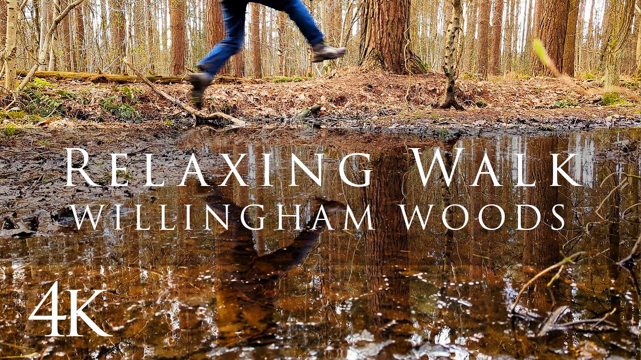 The Most Beautiful Walk in the English Countryside (Willingham Woods ...