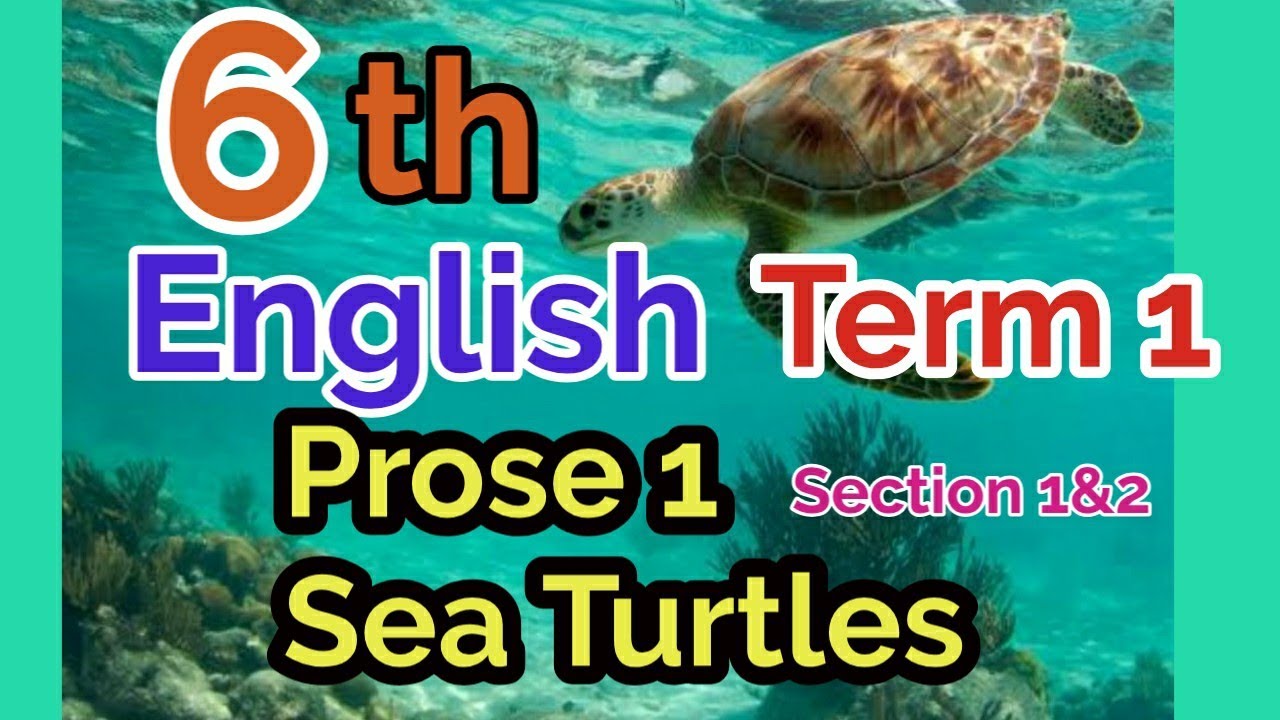 Sea Turtles || 6th Standard English || Term 1 Prose 1 Unit 1 - YouTube