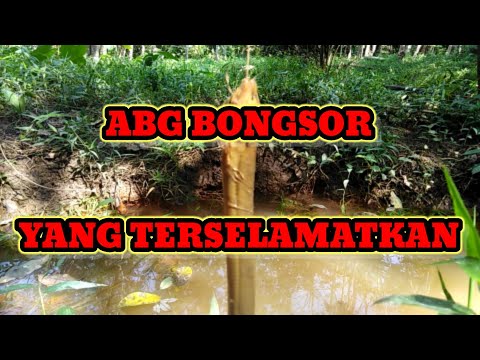 ABG MONTOK Memang Mantap Ngurek  // Mancing Belut // Eel Fishing