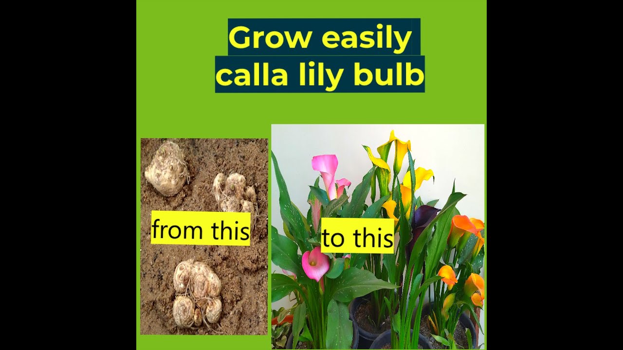 Easily grow Calla Lily bulb at home | growing calla lilies - YouTube