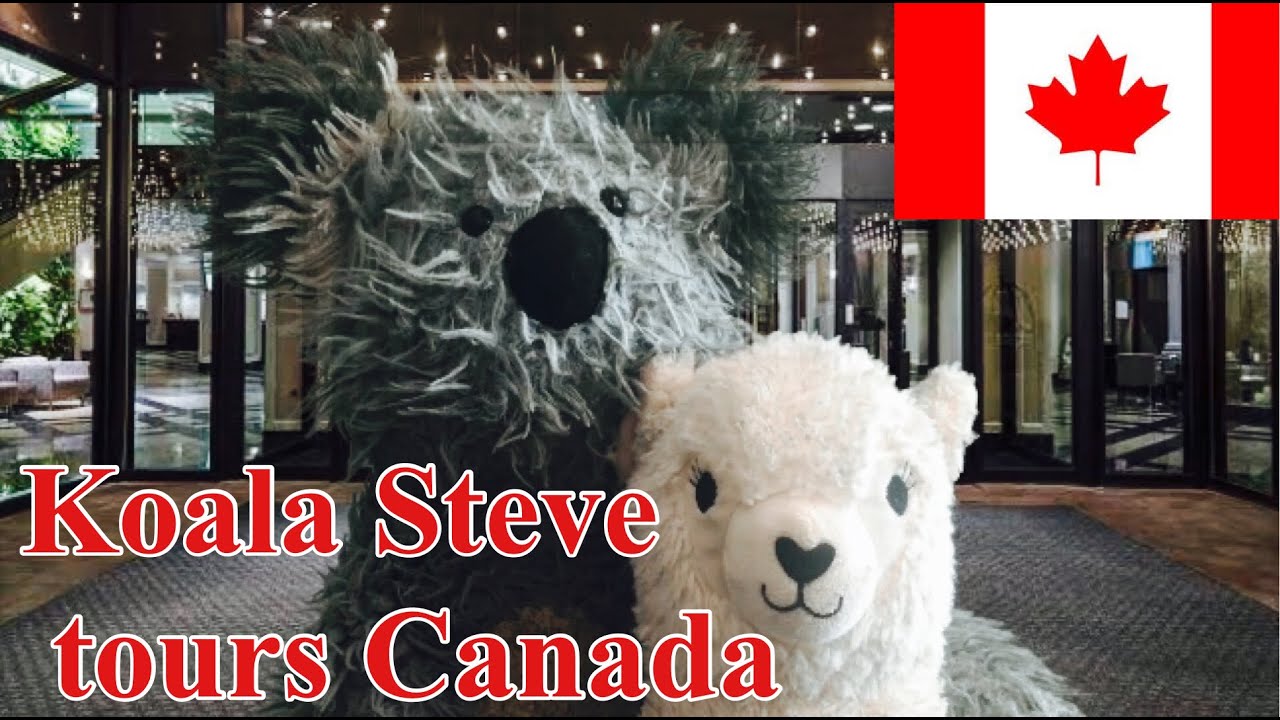 Koala Steve tours Canada: The Singing Koala 🎤 - YouTube