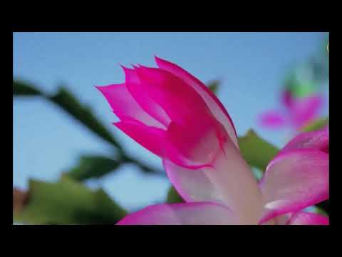 Gel Gör Beni Aşk Neyledi (Müziksiz İlahiler)