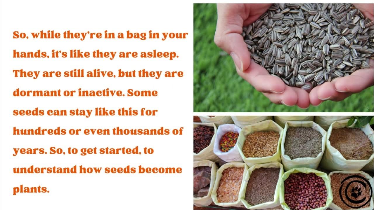 NST G4T1U3L4 How do seed become plants. - YouTube