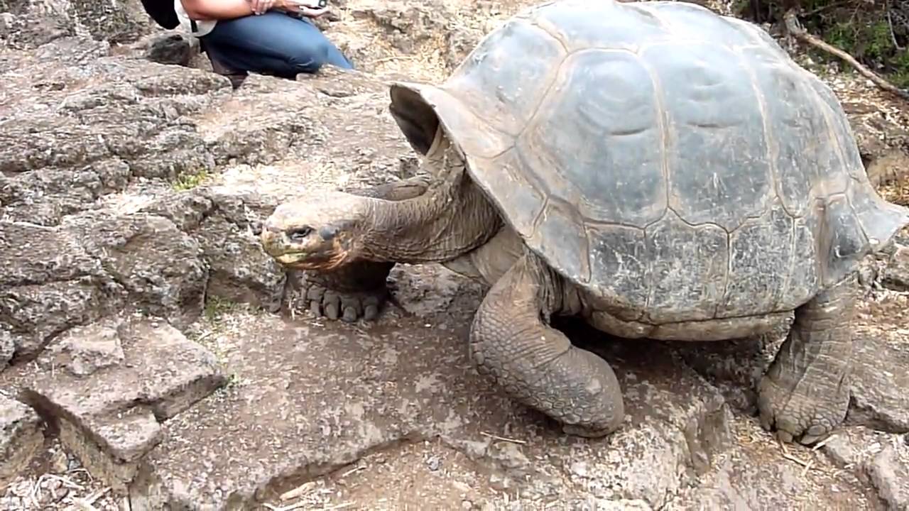 Galapagos Giant Tortoise walking. - YouTube