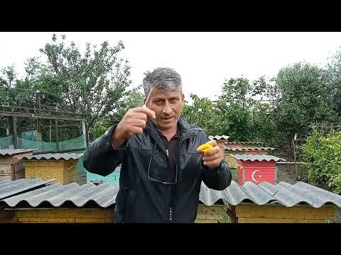 Ana arının 100  faiz qabul olunması yolu.
