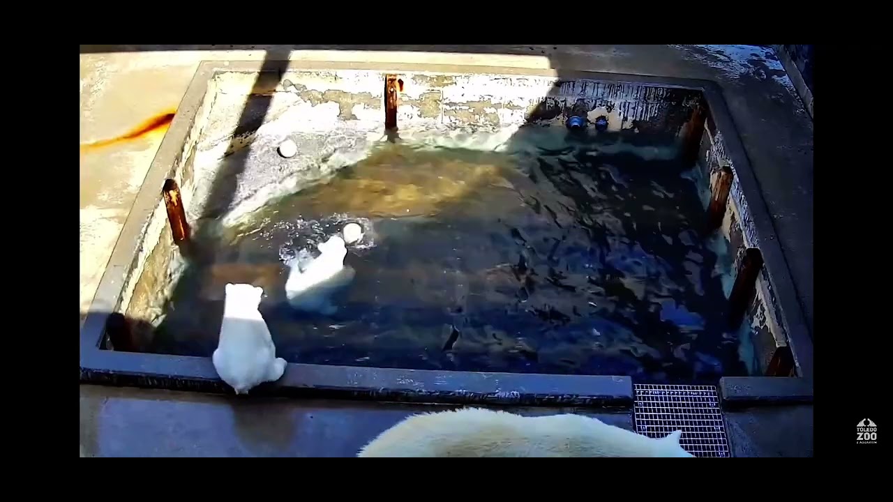 April 11, 2023 - Polar Bear Cubs playing at the Toledo Zoo Cub Pool ...