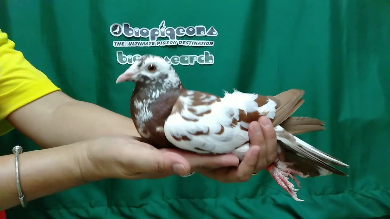 Red Mottled Racing Pigeon of Bio Research/Biopigeons - YouTube