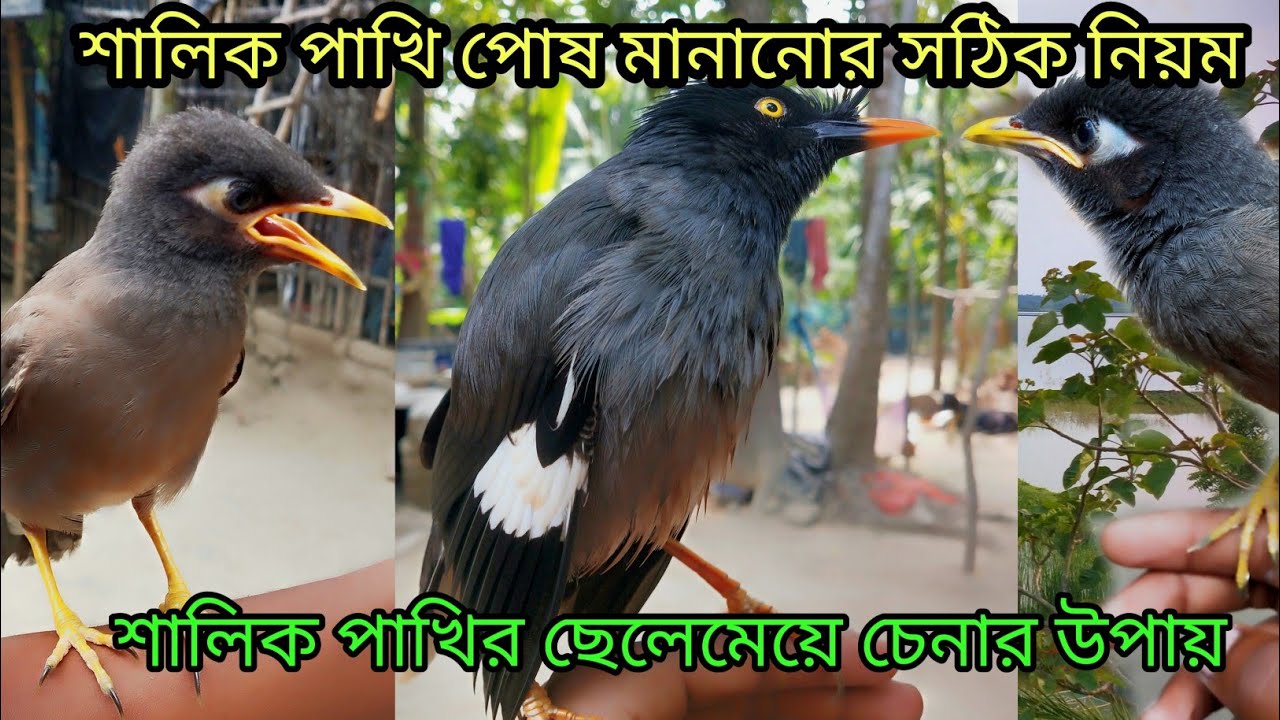 shalik pakhi pos manano | শালিক পাখি পোষ মানানোর সঠিক নিয়ম |শালিক পাখি ...