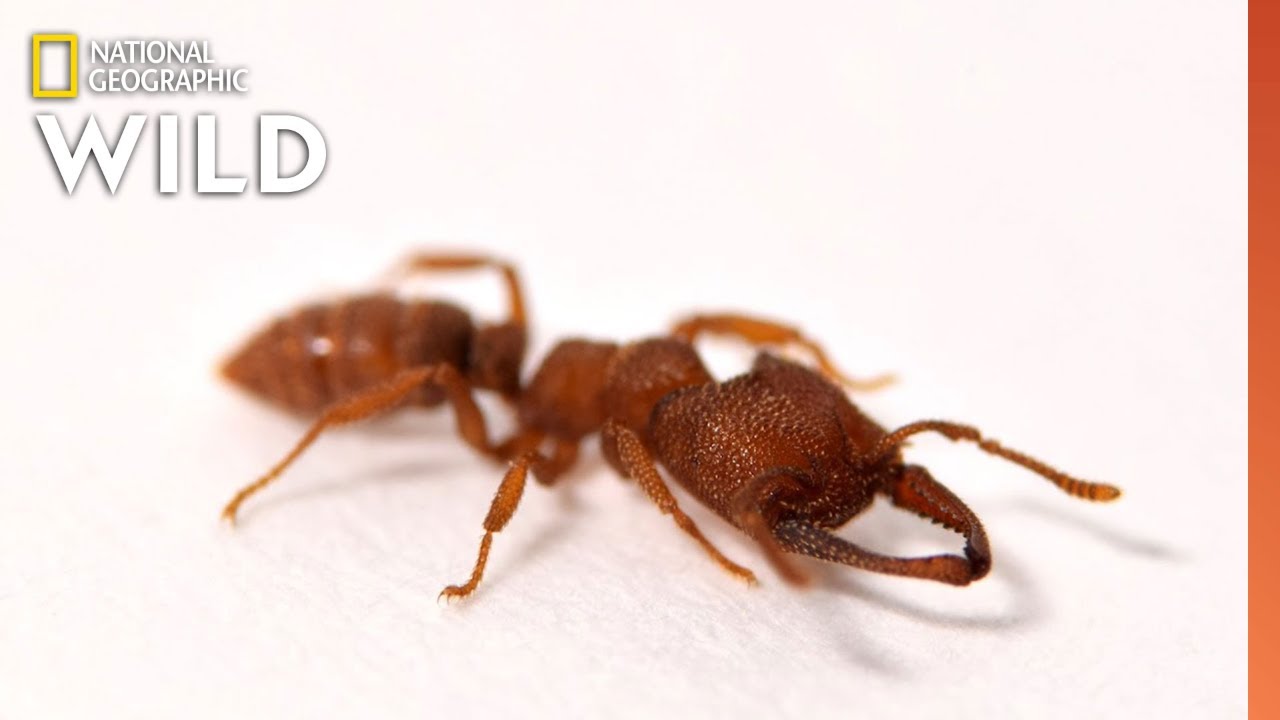 This Ant Moves Faster Than Any Animal on Earth | Nat Geo Wild - YouTube