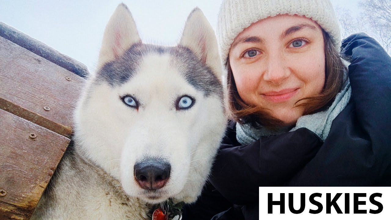 Huskies - YouTube