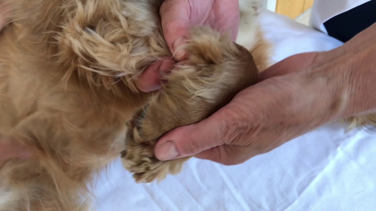 Flexion and extension in the carpal joint - YouTube