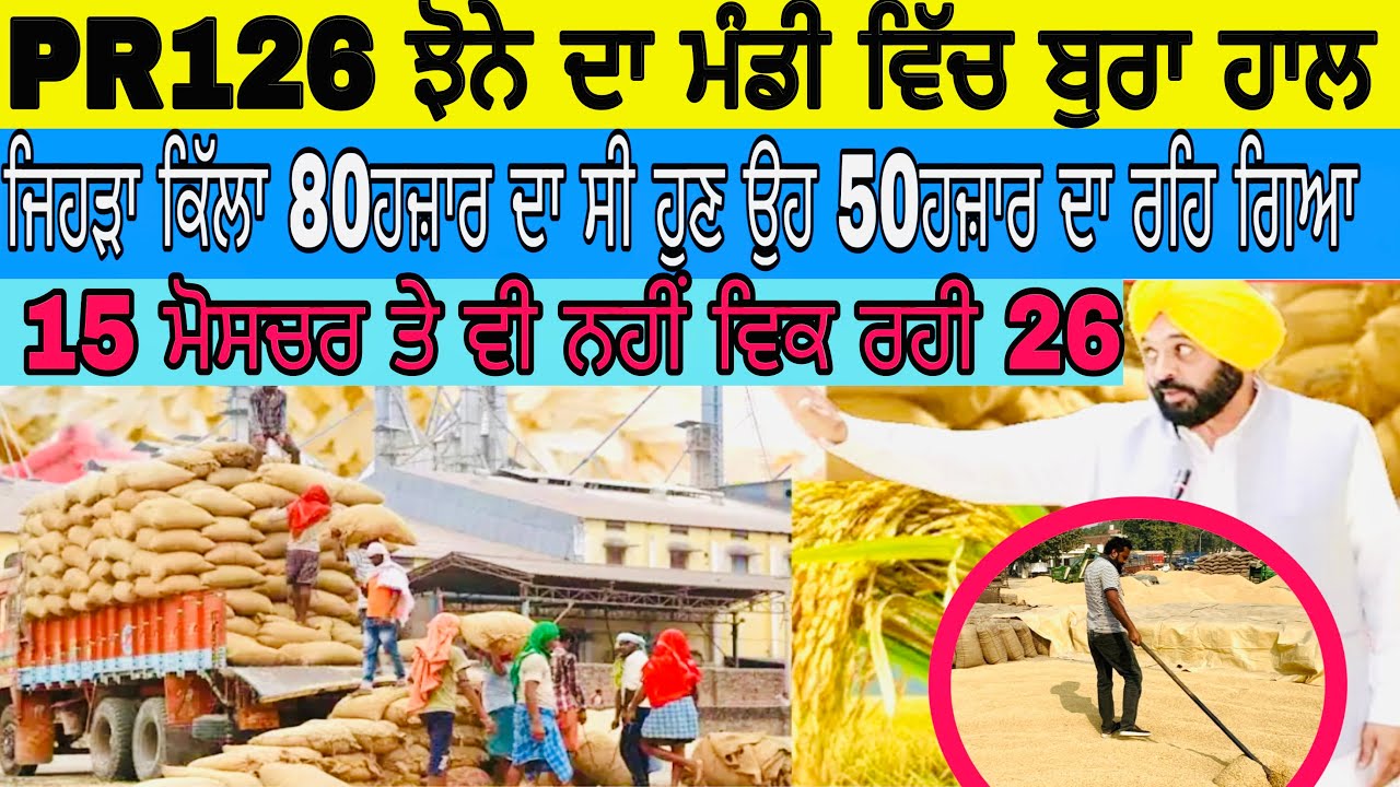 PR126 ਝੋਨੇ ਦਾ ਮੰਡੀ ਵਿੱਚ ਬੁਰਾ ਹਾਲ ਜਿਹੜਾ ਕਿੱਲਾ 80ਹਜ਼ਾਰ ਦਾ ਸੀ ਹੁਣ ਉਹ 50 ...