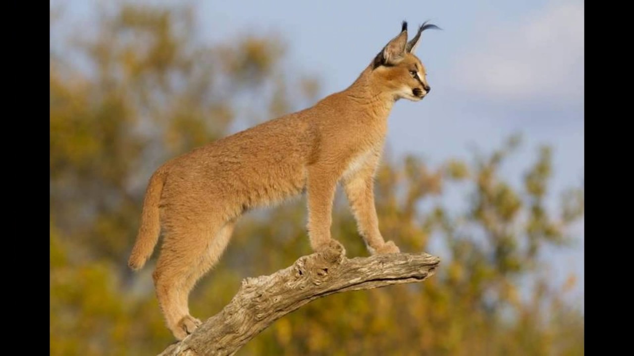 Top 100 My Worst Animals in the World (10-1) - YouTube