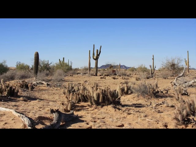 Sonoran Desert Animals And Plants