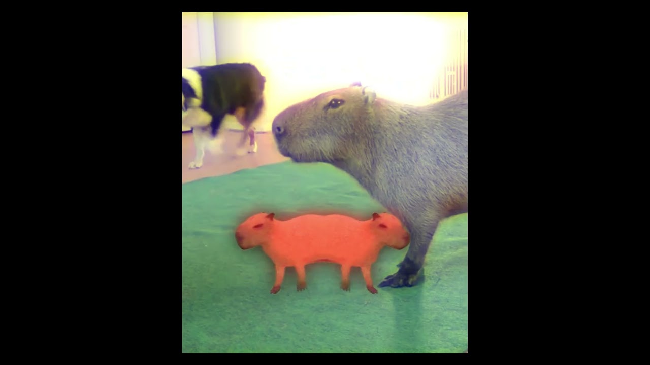 Capybara.exe #shorts - YouTube