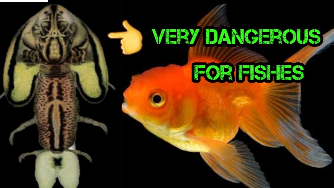 Dangerous Parasites attacked my Fishes | Aquarium Fish Diseases and ...