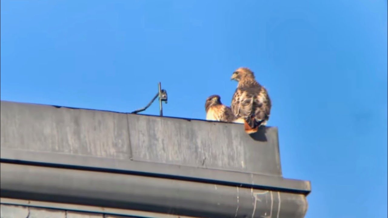 BZ 2024-12-30 - Guarding the Arts Quad from Intruders and a BAEA - YouTube