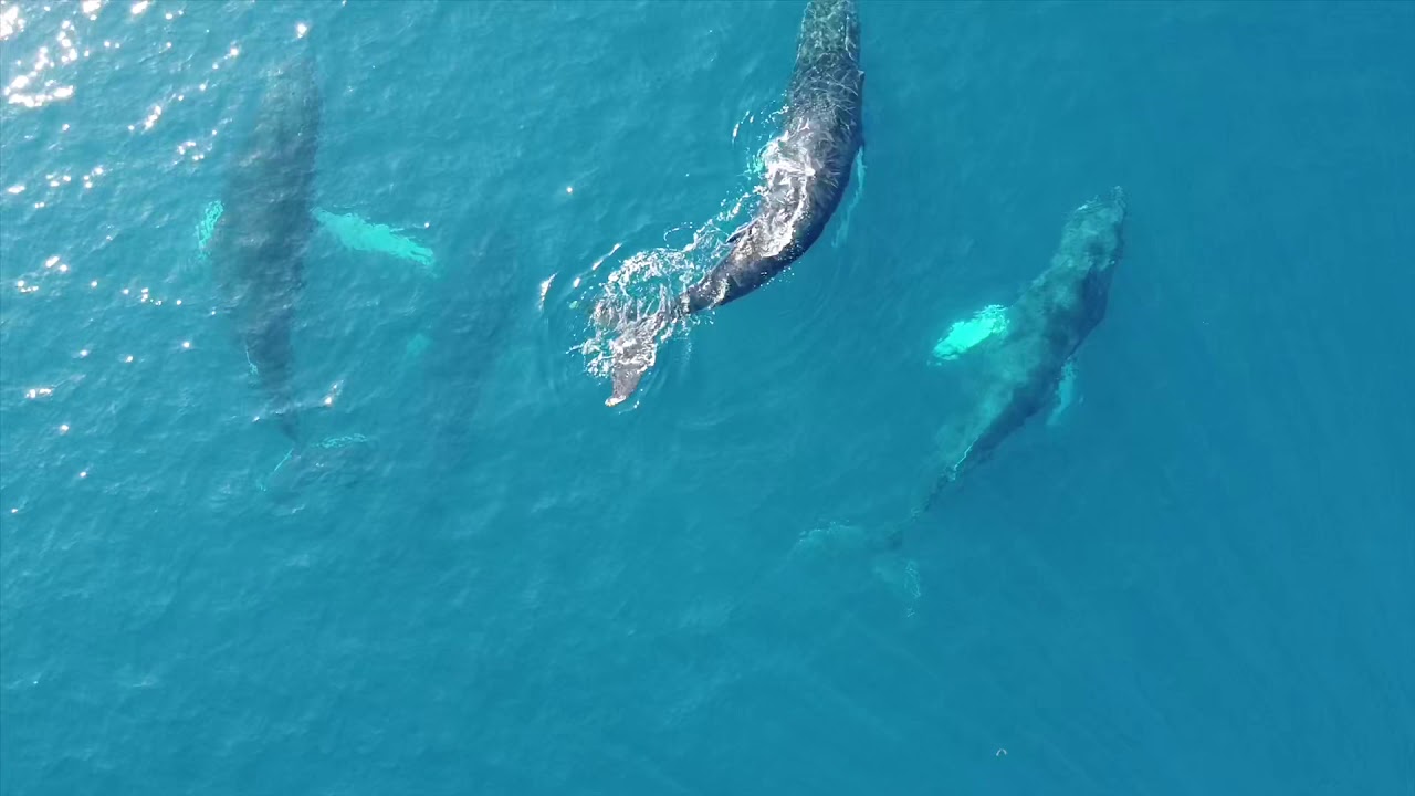 Humpback Whales in Rincón, Puerto Rico - YouTube