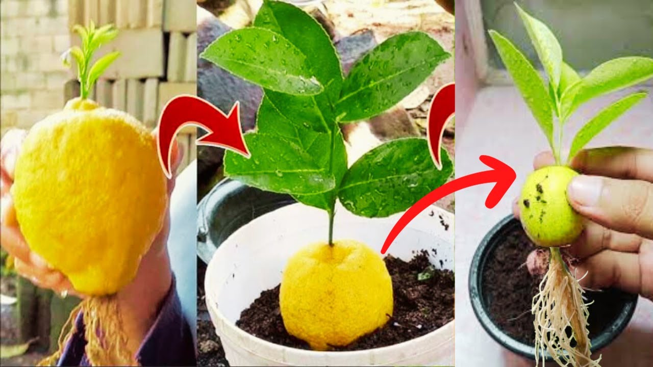 🍋 COMO GERMINAR un LIMÓN 🍋 GERMINA UNA FRUTA DE LIMÓN - YouTube