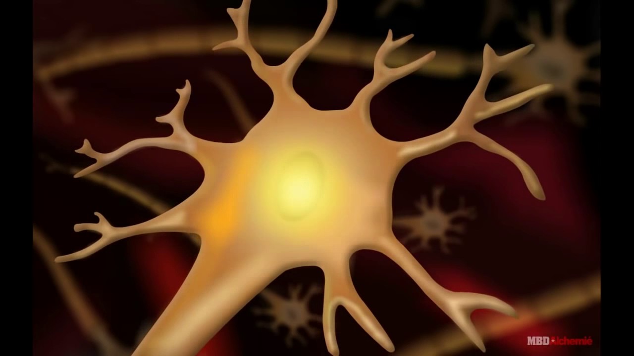 Neuron or Nerve Cell basic animation - YouTube