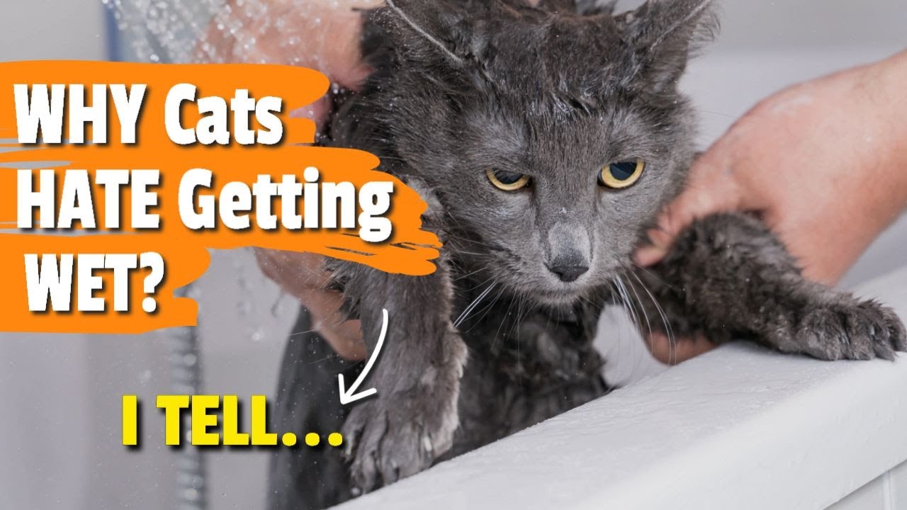 🙀 ¿WHY Cats Really HATE Getting WET? - YouTube