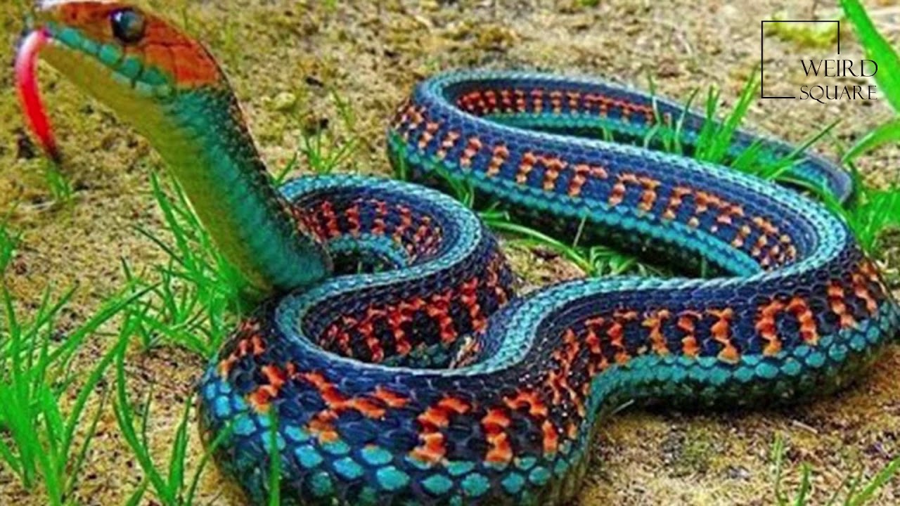 Interesting Facts About Green Vine Snake By Weird Square YouTube interesting-facts-about-green-vine-snake-by-weird-square-youtube