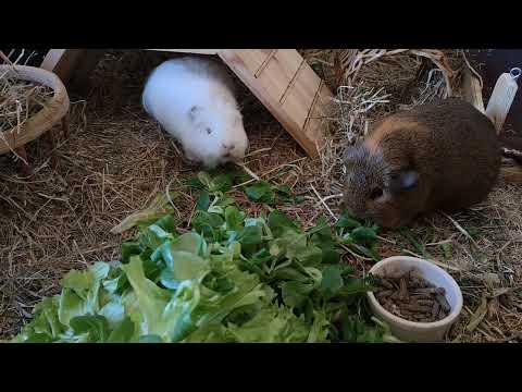 Cute Guinea pigs eating together 🐹🥬