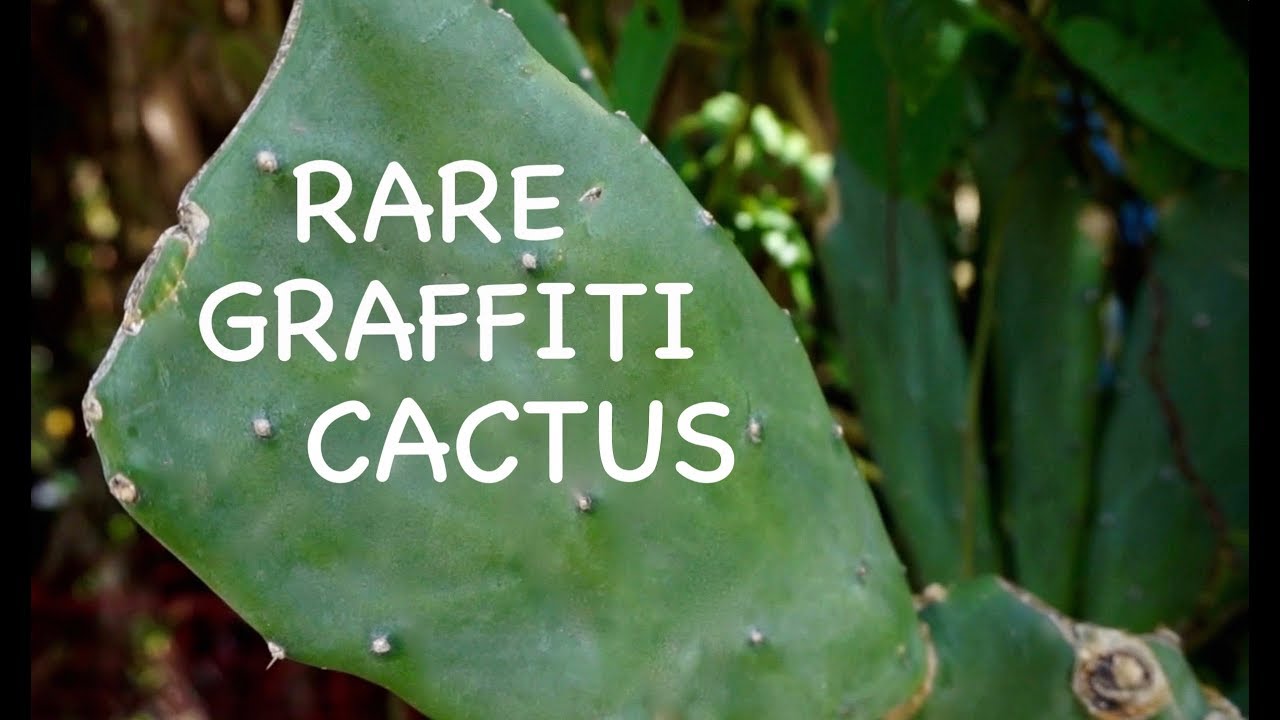 One Of The RAREST Cactus Plant's In The Philippines! - YouTube
