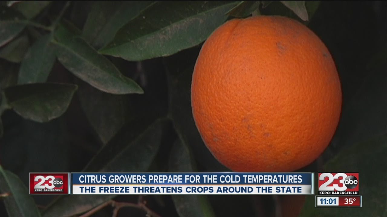 Citrus Growers Prepare For Frost - YouTube